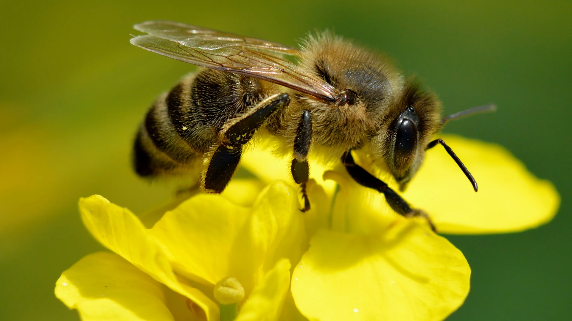 L'ape da miele - FONDAZIONE AQUA - ETS