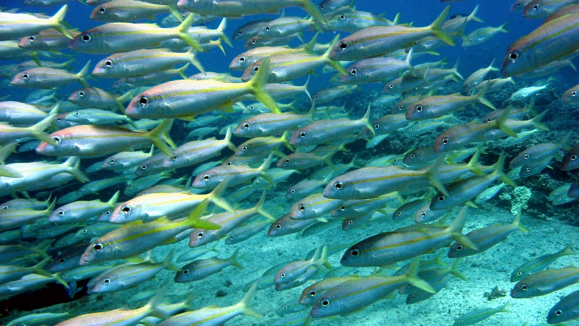 Come funzionano le branchie - FONDAZIONE AQUA - ETS