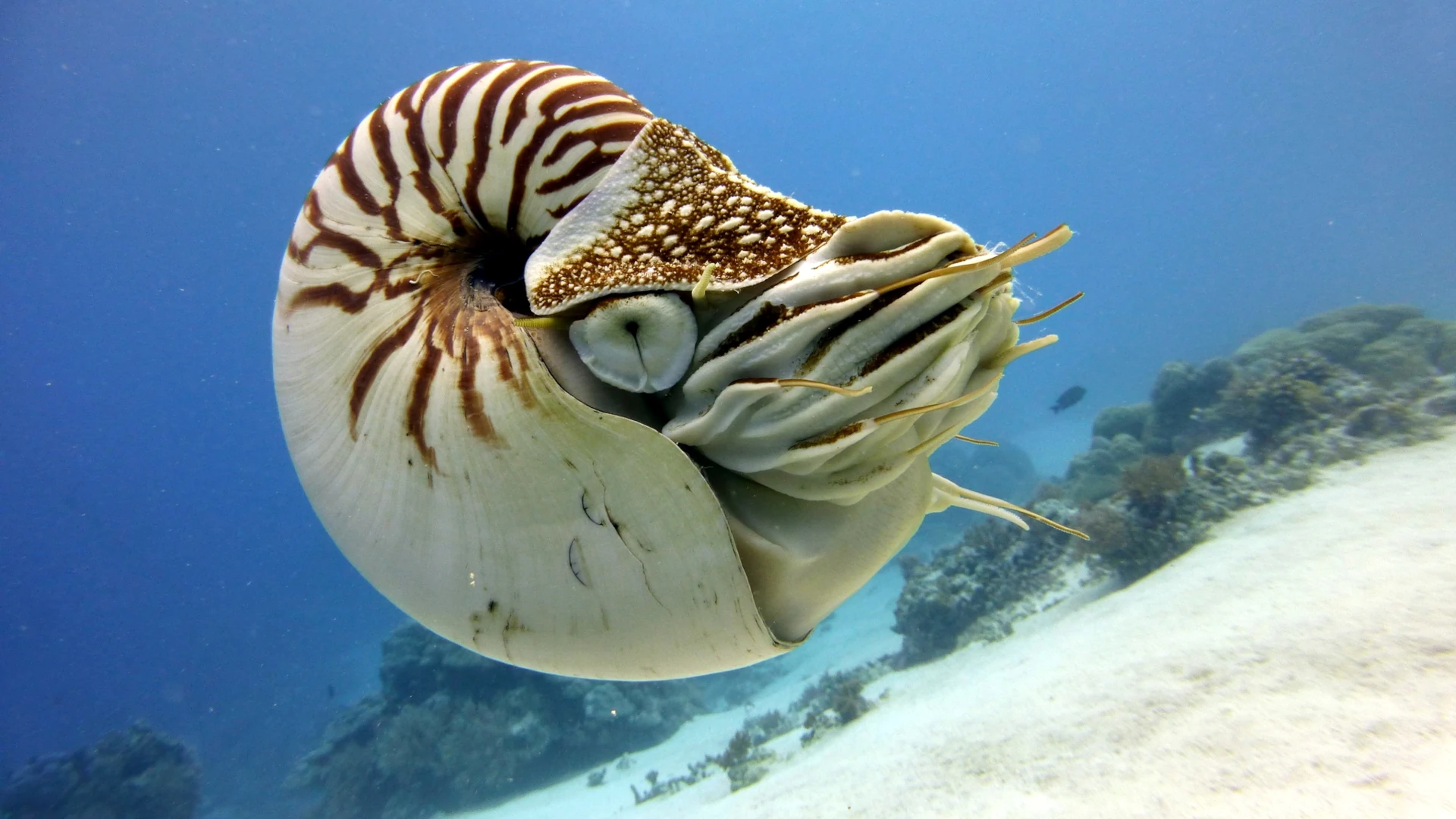 Il Nautilus - FONDAZIONE AQUA - ETS