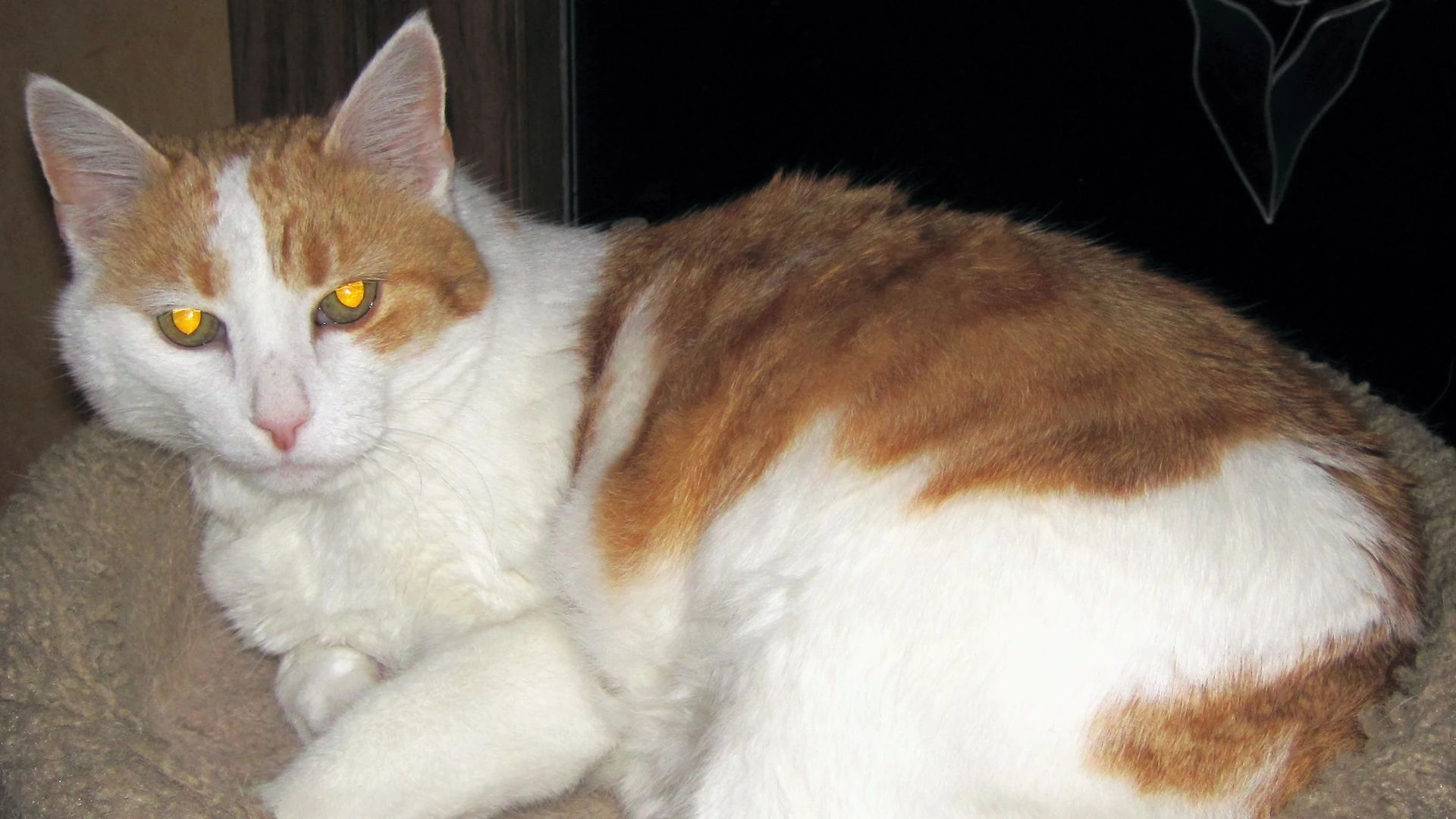 Il Tapetum lucidum - FONDAZIONE AQUA - ETS